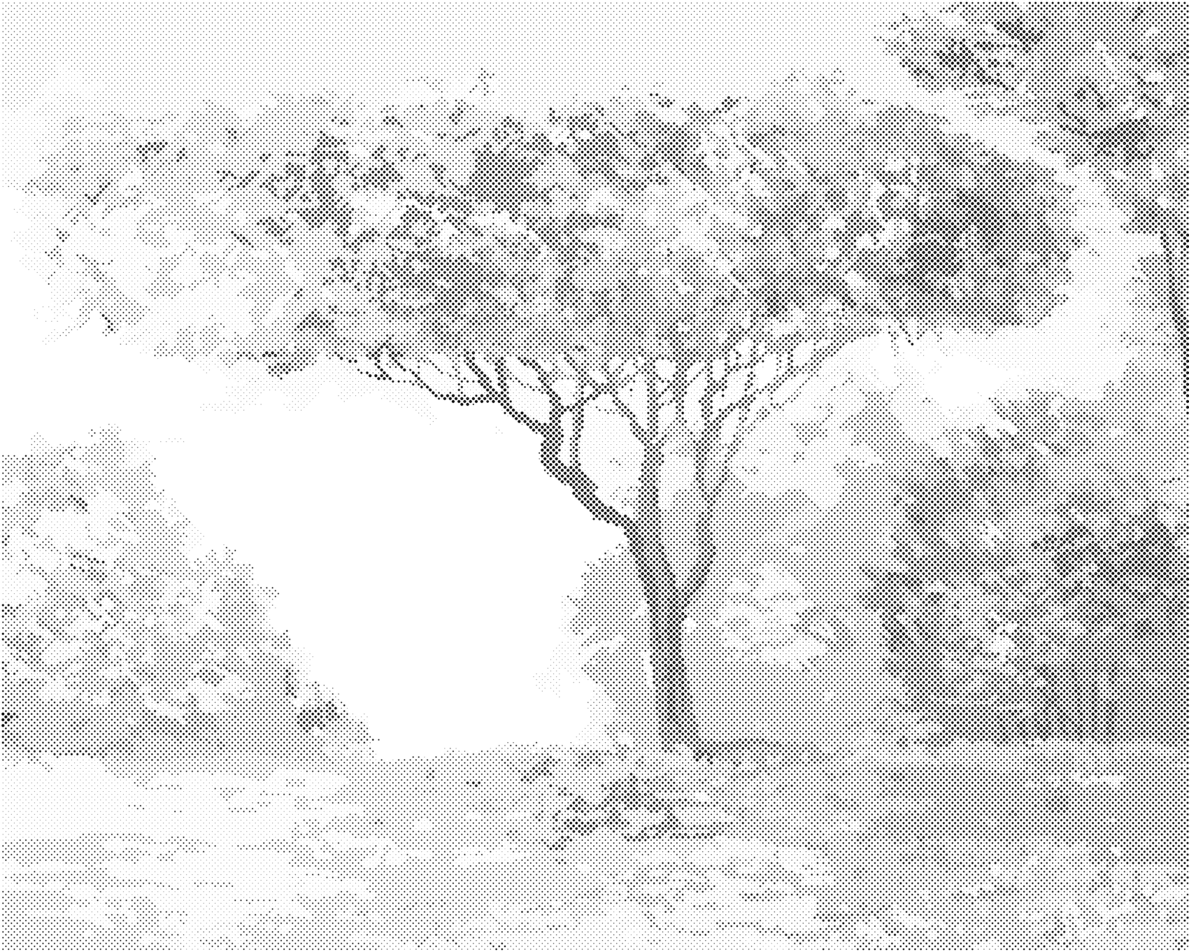 Punktmalerei - SCHÖNER BUNTER BAUM IM WALD – ZUTY DE